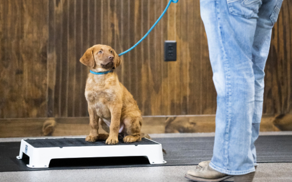 Training - Fireside Pet Lodge